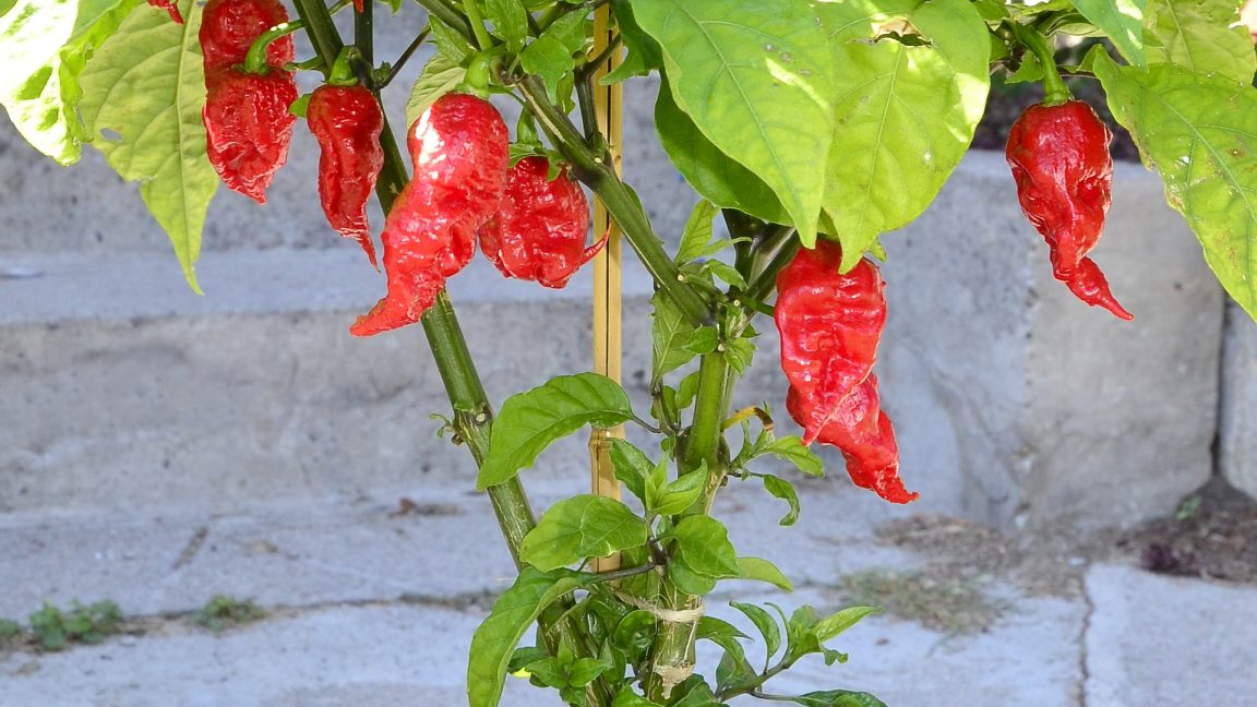 Eating world’s hottest pepper sparks brain disorder, thunderclap ...