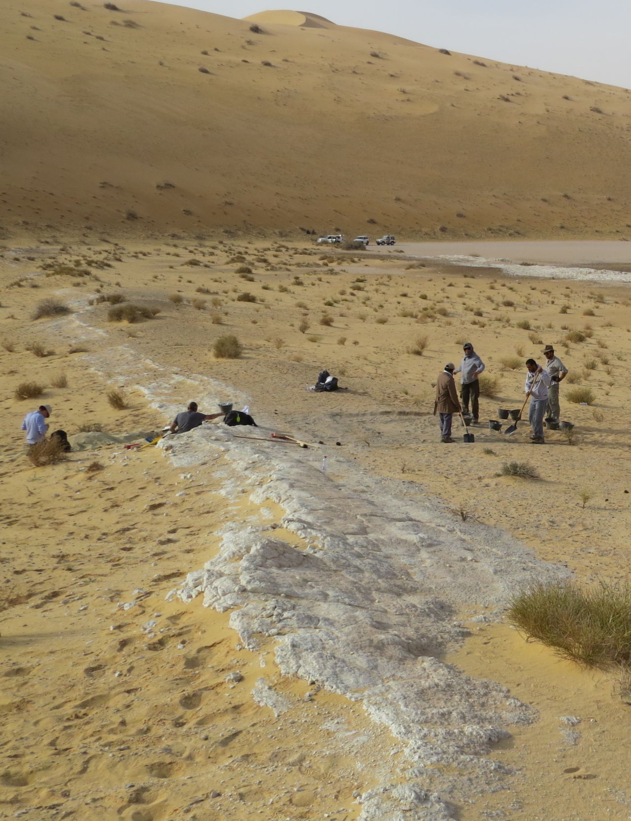 Saudi Arabian fossil find puts finger on the story of human dispersal ...