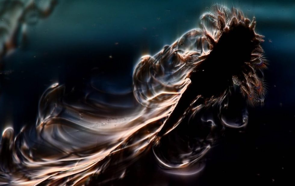 Tiny krill appear to mix up the ocean - Ars Technica