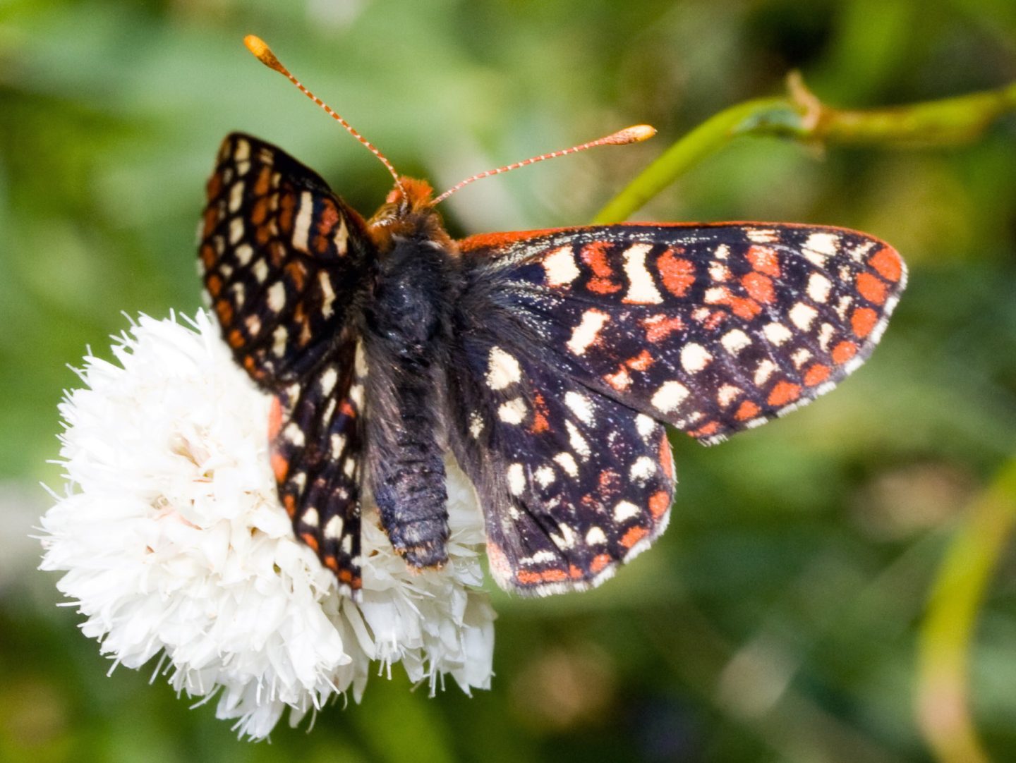 How one man’s death led to the extinction of a butterfly population ...