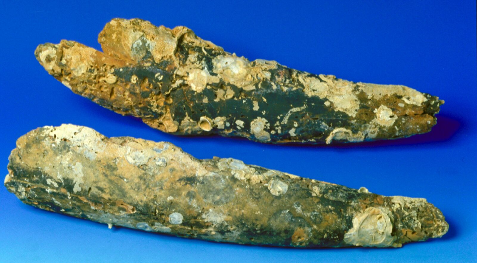 An 800-year-old label may rewrite the history of a Java Sea shipwreck ...