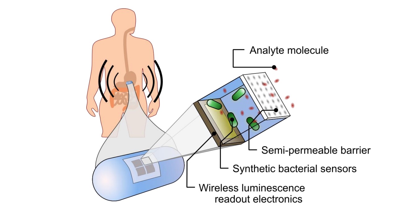 This capsule of glowing E. coli will probe your gut for signs of ...