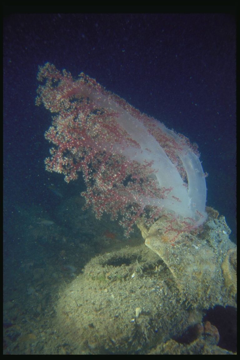 An 800-year-old label may rewrite the history of a Java Sea shipwreck ...