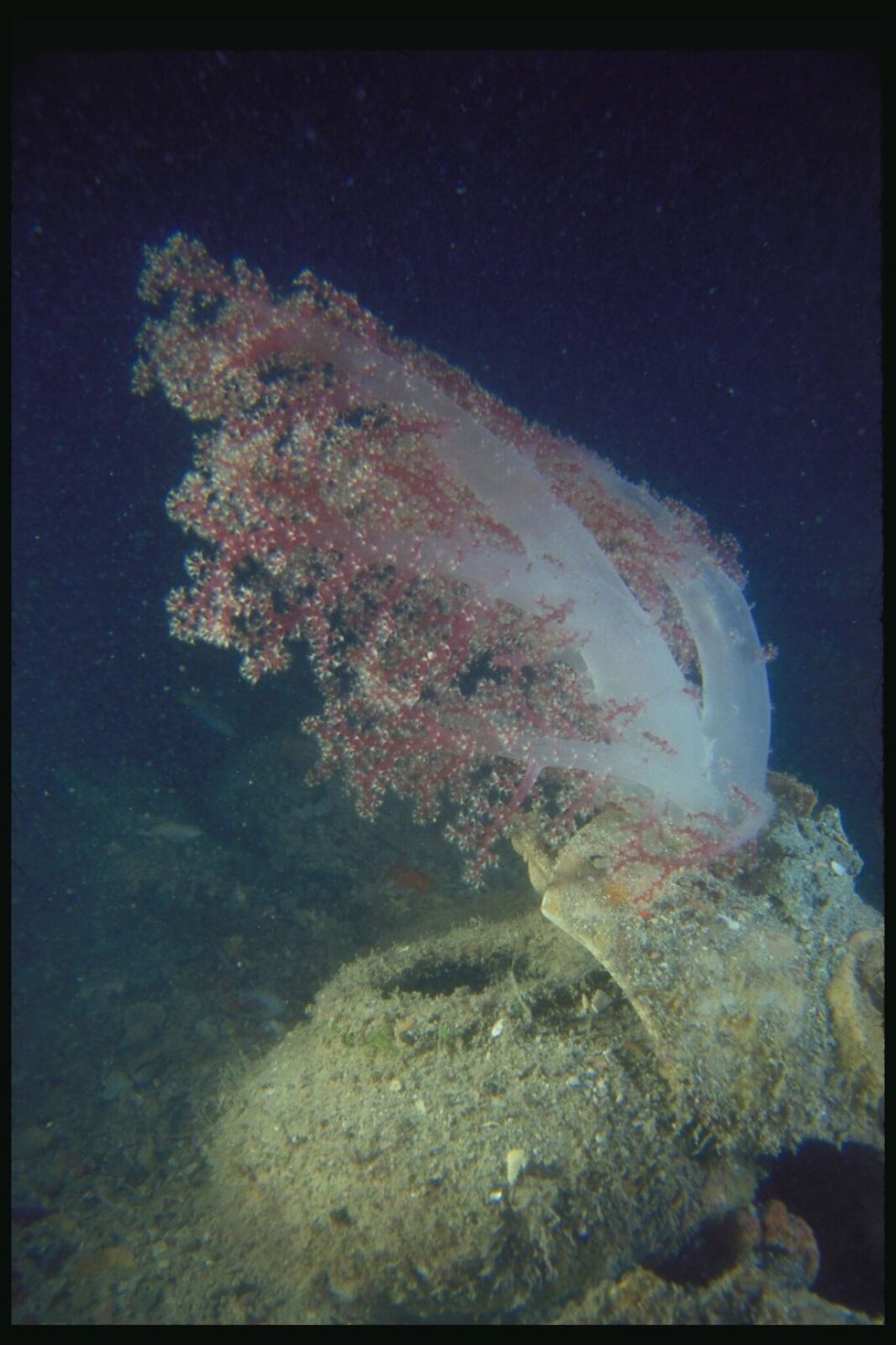 An 800-year-old label may rewrite the history of a Java Sea shipwreck ...