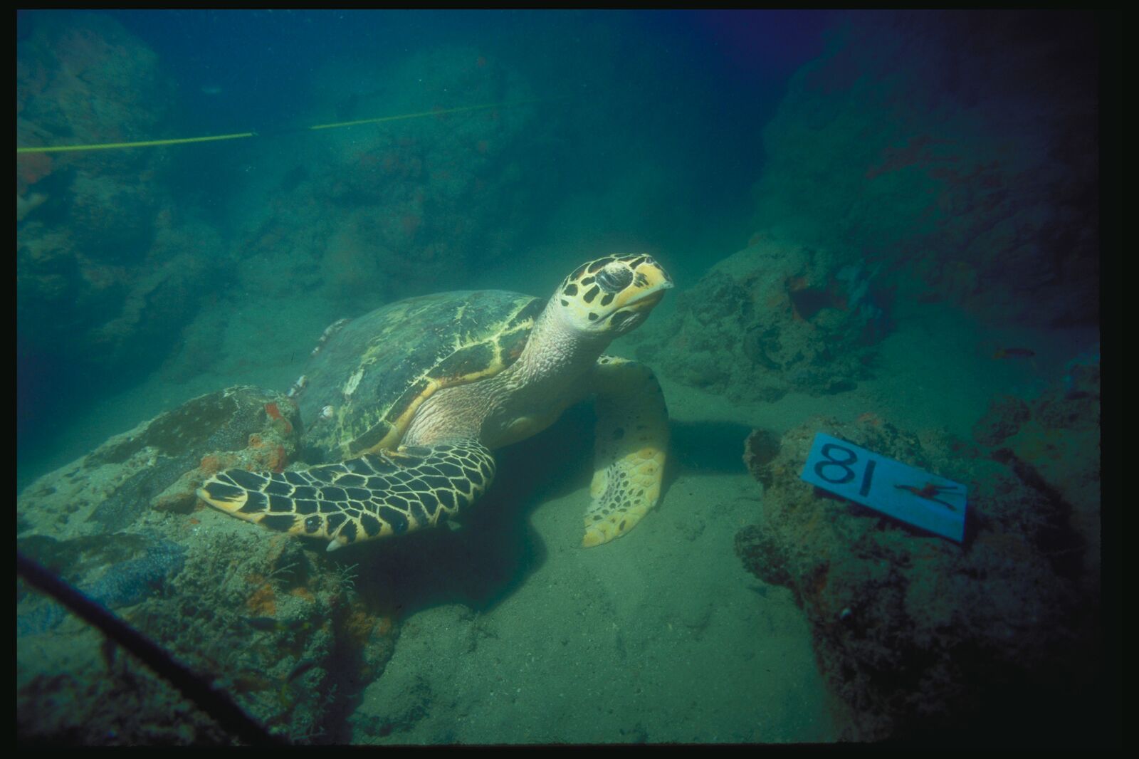 An 800-year-old label may rewrite the history of a Java Sea shipwreck ...