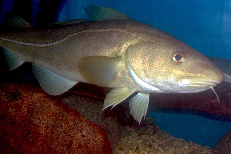 Ecological “law” turns out to just be the result of us fishing - Ars ...