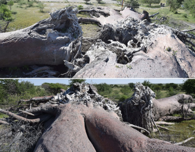 “Tree of life” facing an outbreak of deaths - Ars Technica