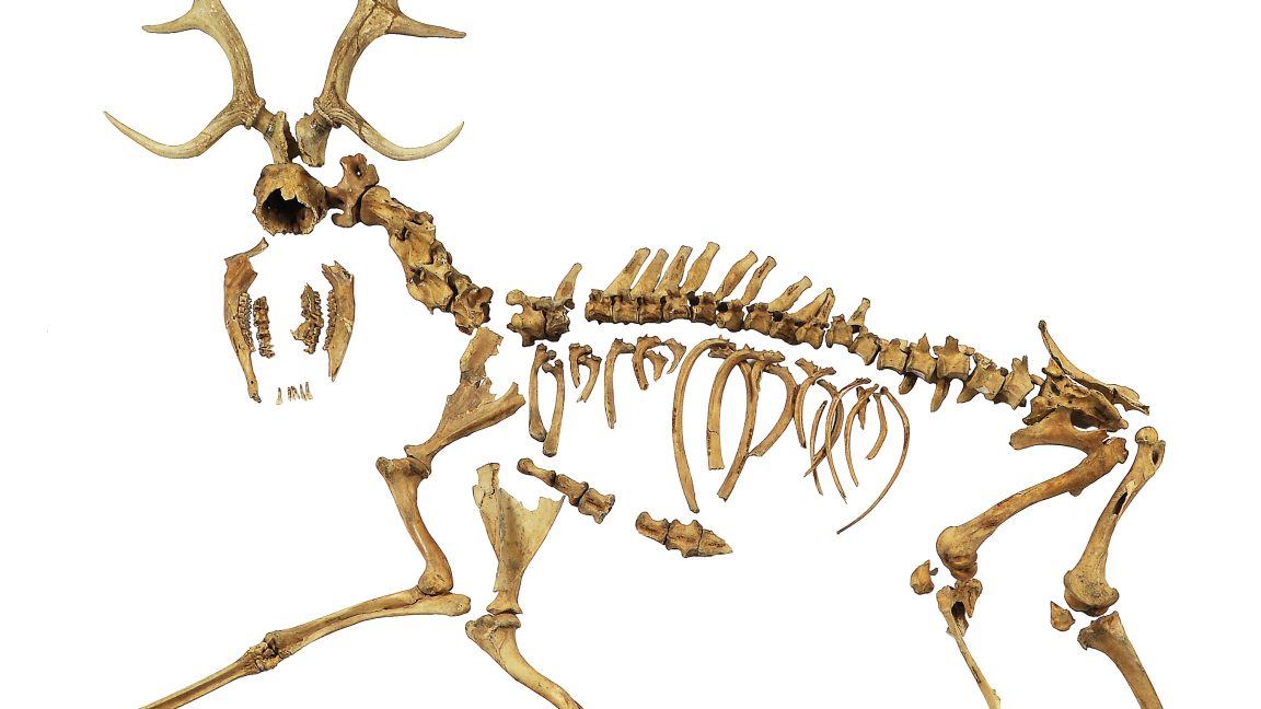 Archaeologists armed with spears demonstrate how Neanderthals hunted ...