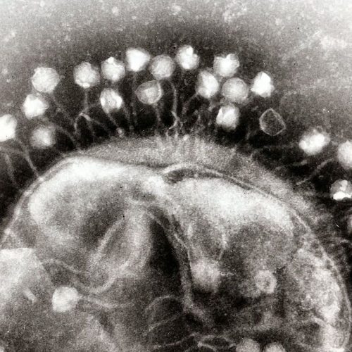 Tag: giant viruses - Ars Technica