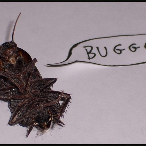 Tag: bug - Ars Technica
