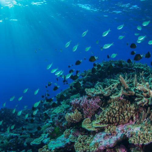 Tag: coral reefs - Ars Technica