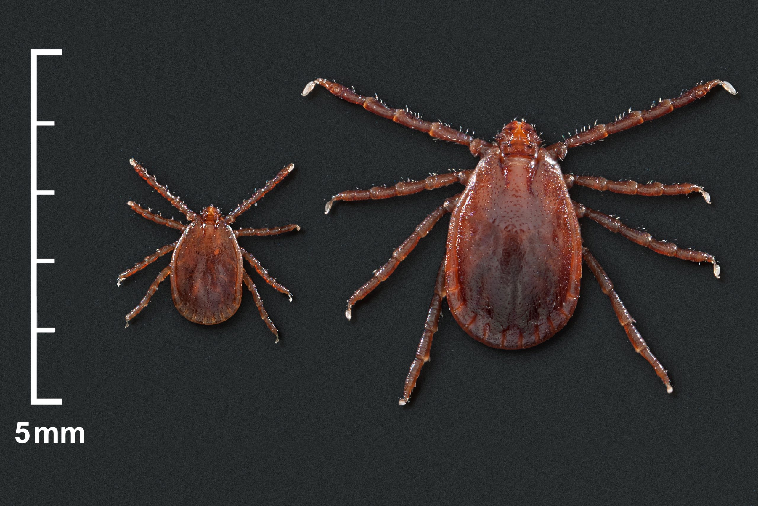 Savage tick-clone armies are sucking cows to death; experts fear for ...