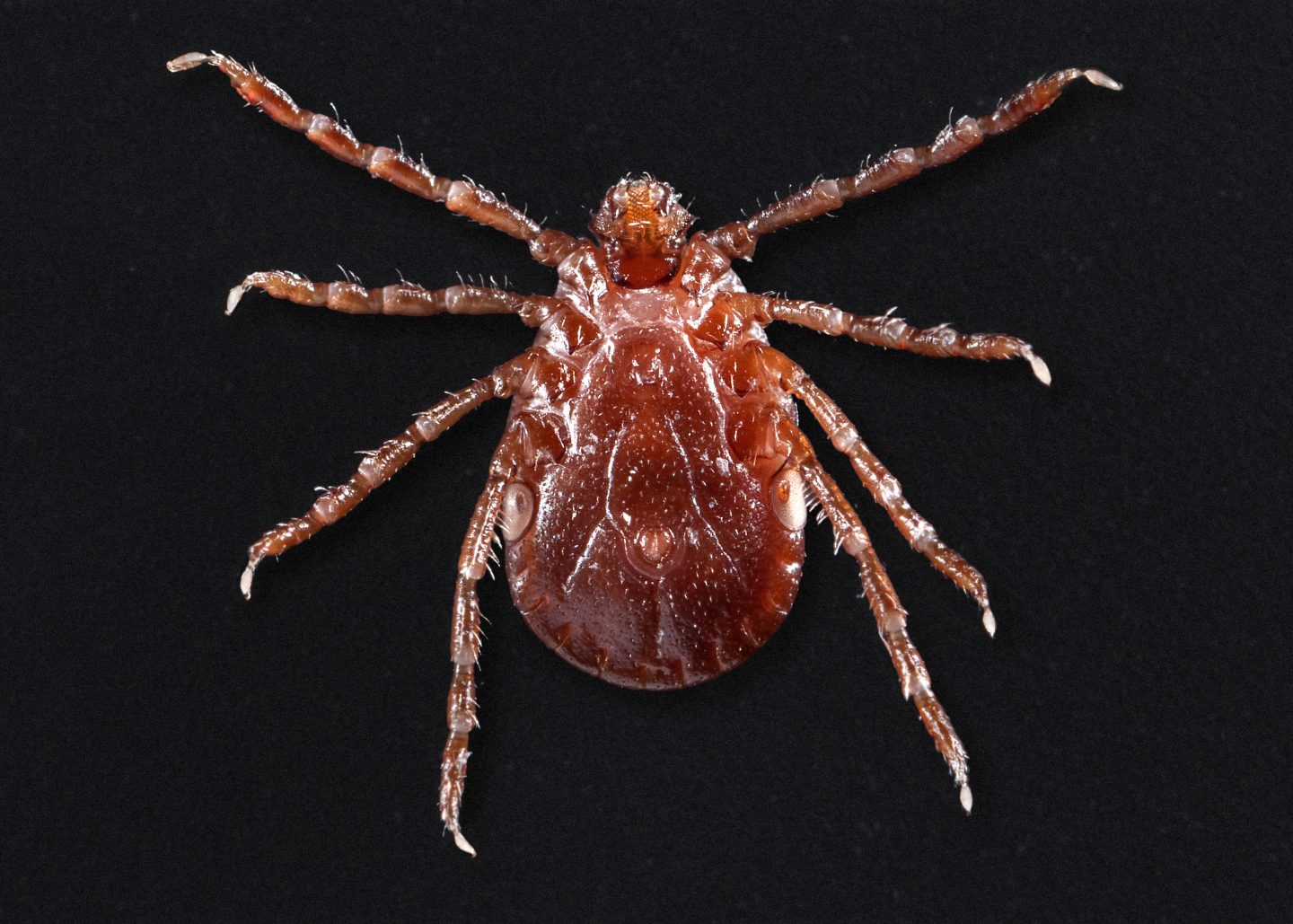 US invaded by savage tick that sucks animals dry, spawns without mating ...