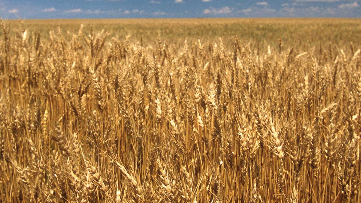 The nightmarishly complex wheat genome finally yields to scientists ...