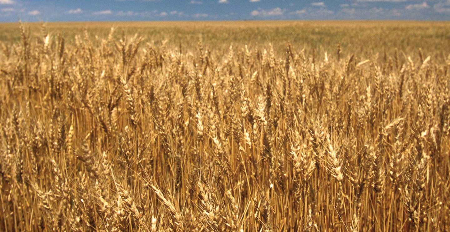 The nightmarishly complex wheat genome finally yields to scientists ...