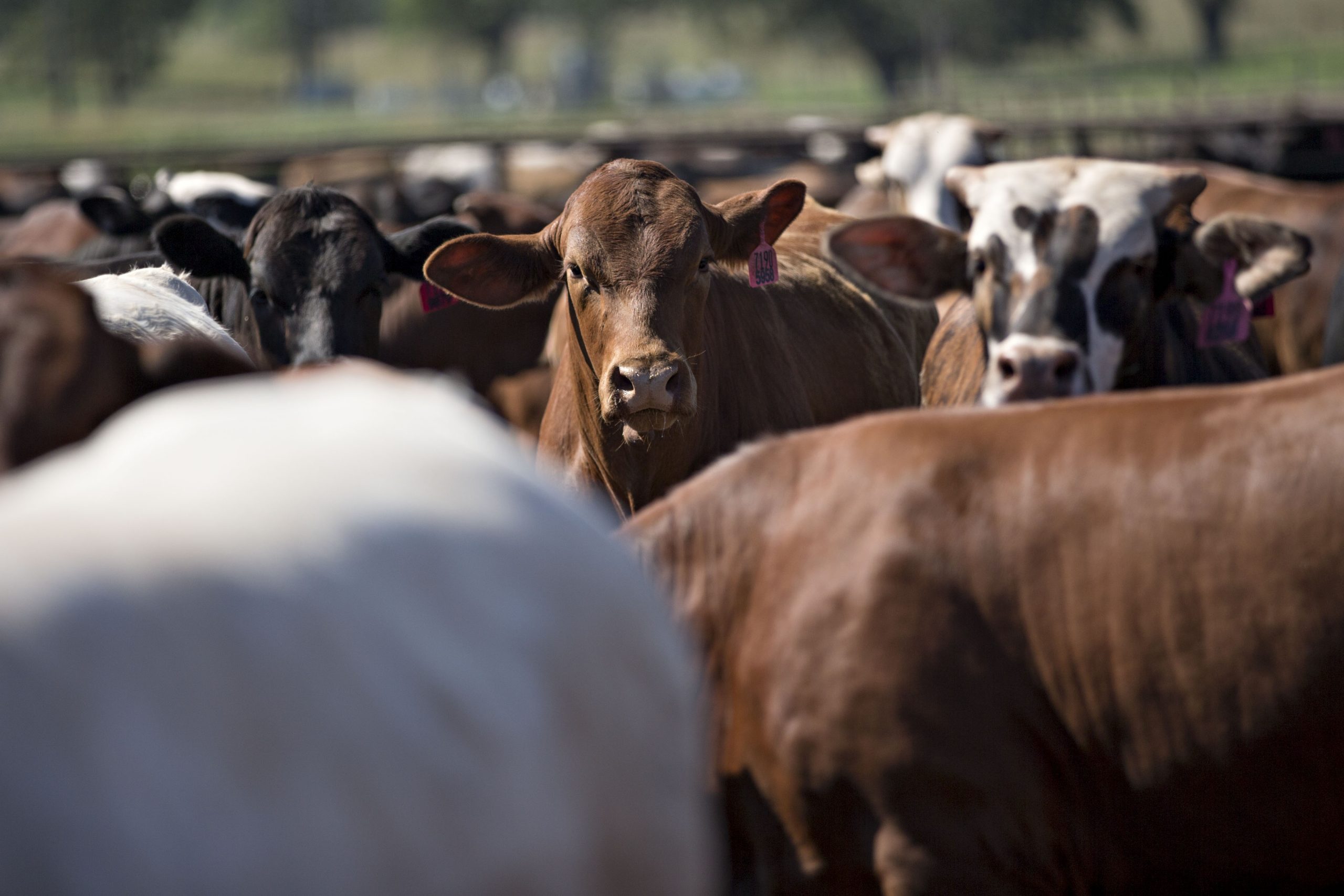 The poop of 100K cows may be to blame for that deadly romaine E. coli ...
