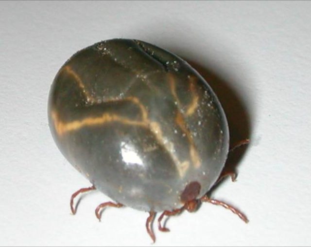 Savage tick-clone armies are sucking cows to death; experts fear for ...