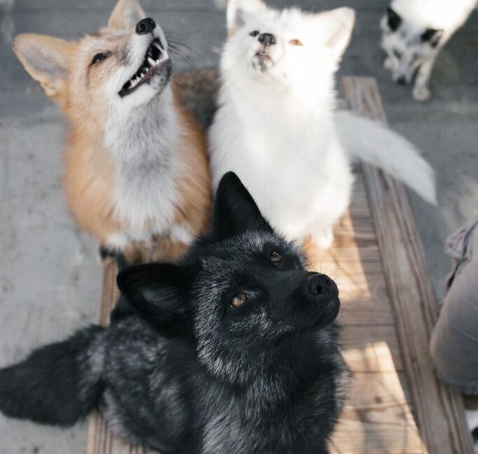 Friendly fox genomes help us understand the genetics of behavior - Ars ...