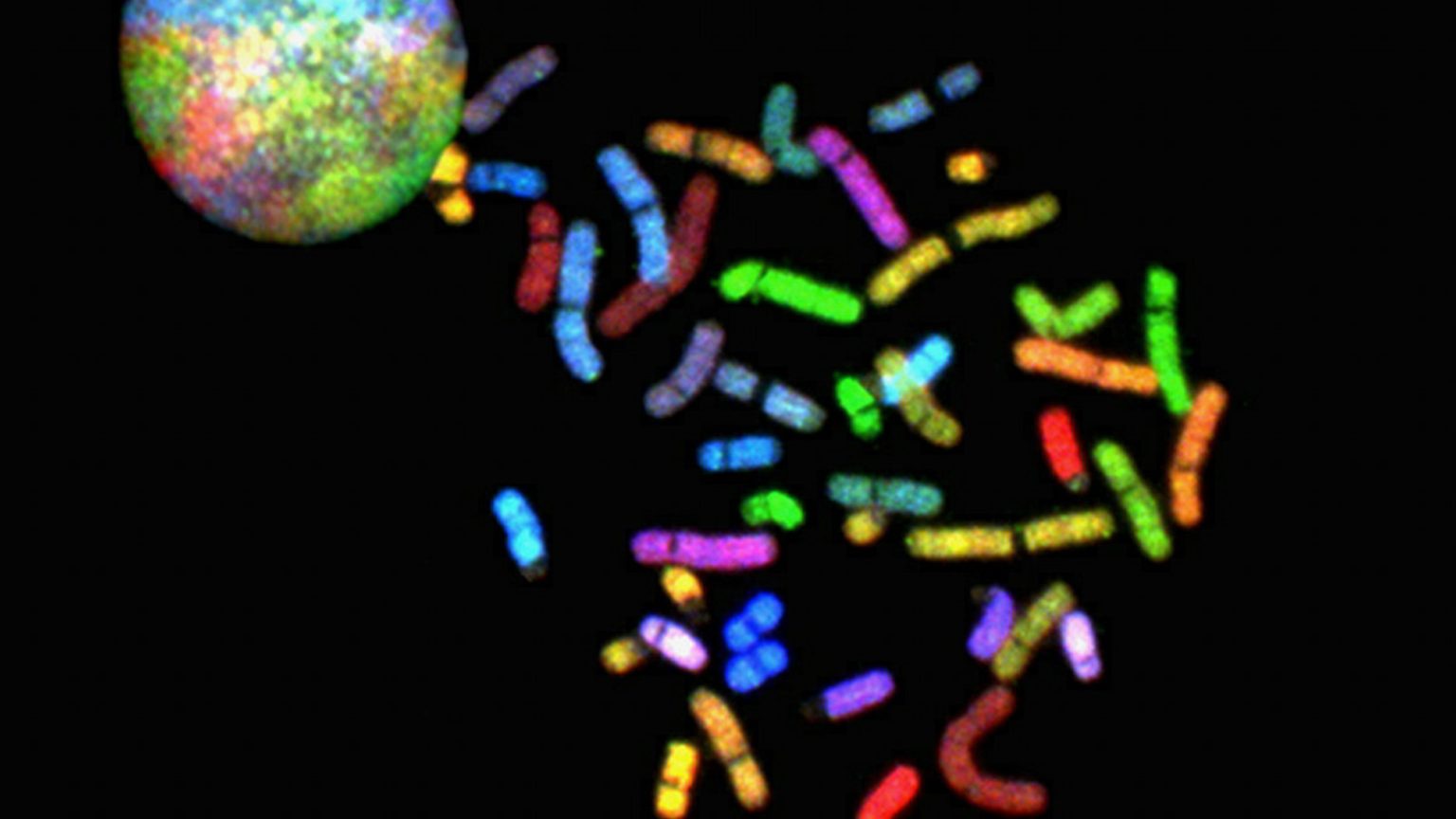 Tag: chromosomes - Ars Technica