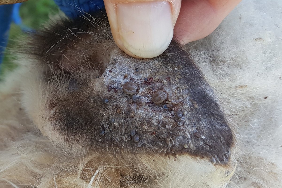 US invaded by savage tick that sucks animals dry, spawns without mating ...