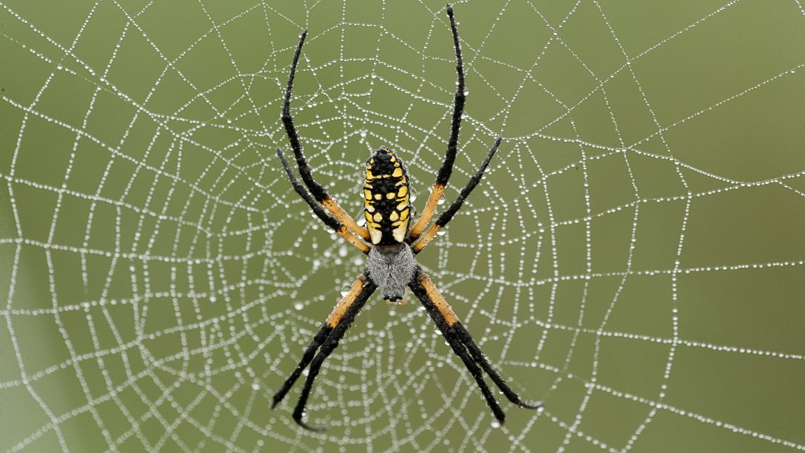 Researchers insert a spider web gene into the silkworm - Ars Technica
