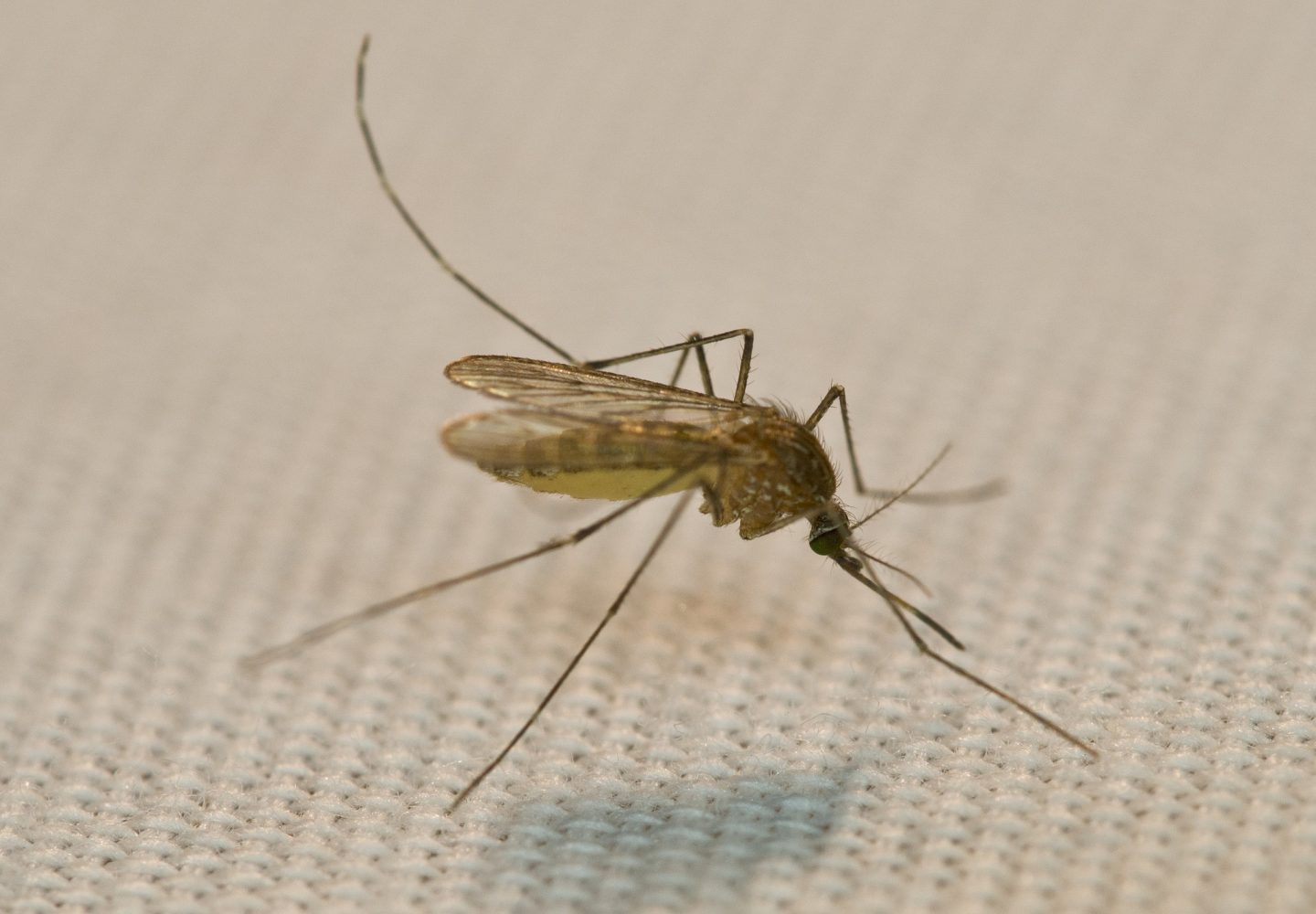 Gene drive used to turn all female mosquitos sterile - Ars Technica Gene drive used to turn all female mosquitos sterile - Ars Technica