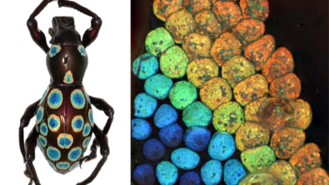 “Rainbow” weevil could hold the secret to generating nature’s colors in ...