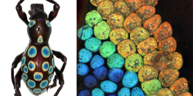 “Rainbow” weevil could hold the secret to generating nature’s colors in ...