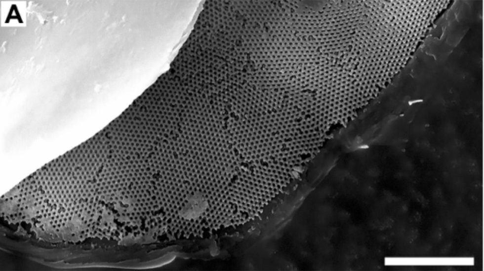 “Rainbow” weevil could hold the secret to generating nature’s colors in ...