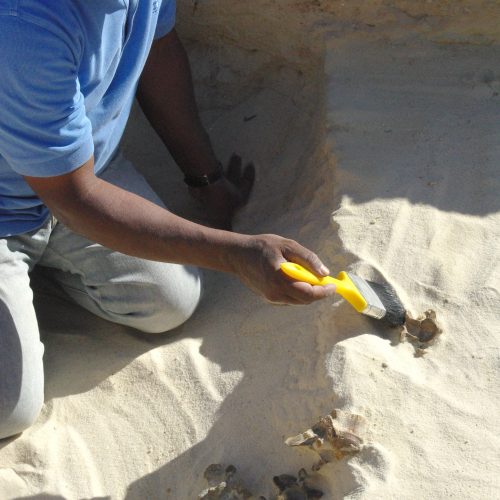 Tag: fossil record - Ars Technica