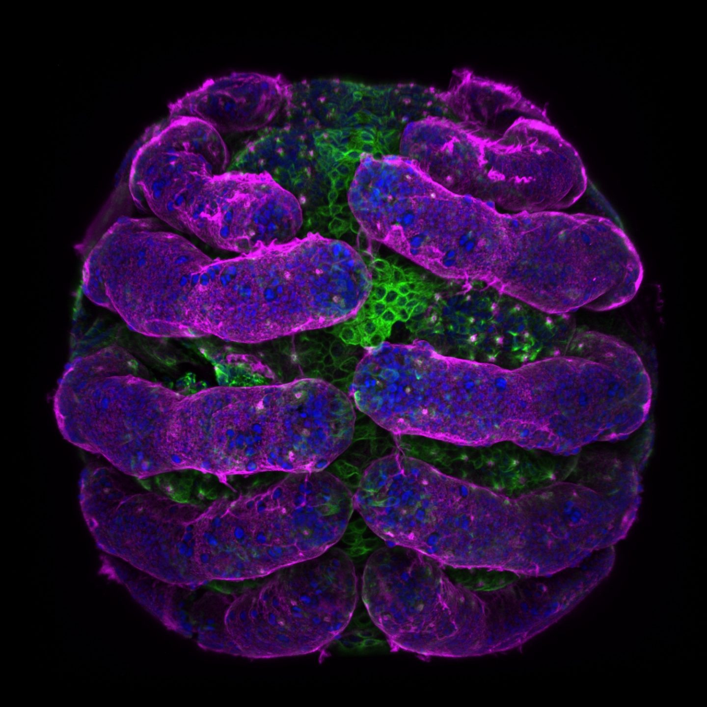 Some of this year’s best microscopy images - Ars Technica