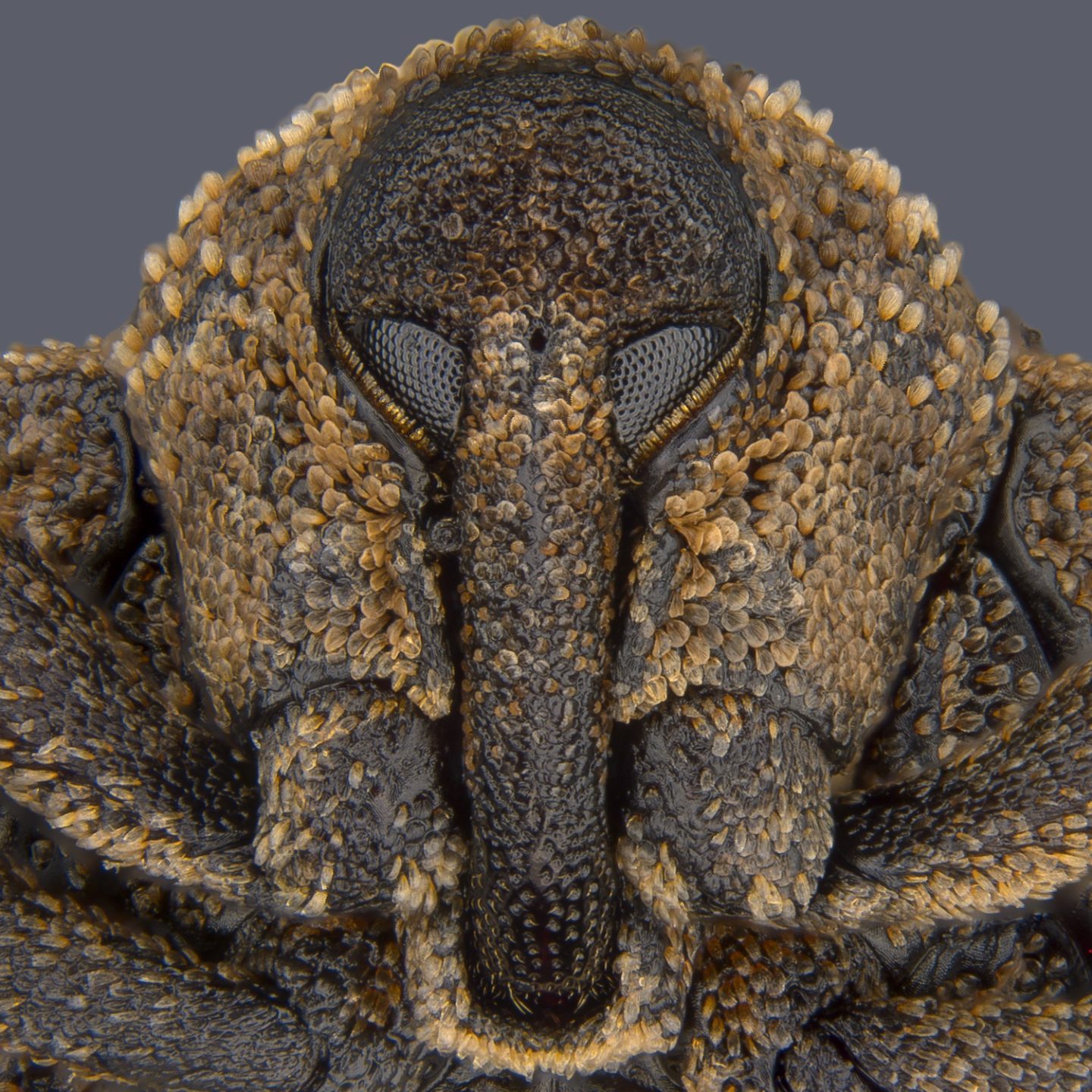 Some of this year’s best microscopy images - Ars Technica