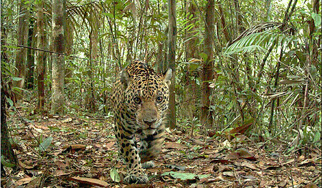 Camera traps designed for animals are now invading human privacy | Ars ...