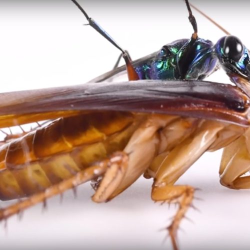 Tag: zombie roaches - Ars Technica