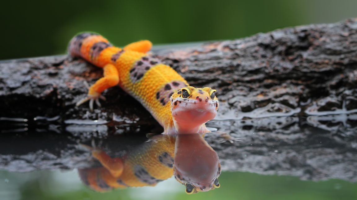 Geckos’ new superpower is running on water; now we know how they do it ...