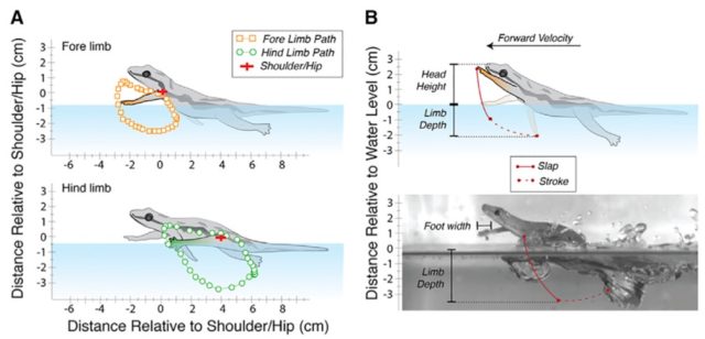 Geckos’ new superpower is running on water; now we know how they do it ...