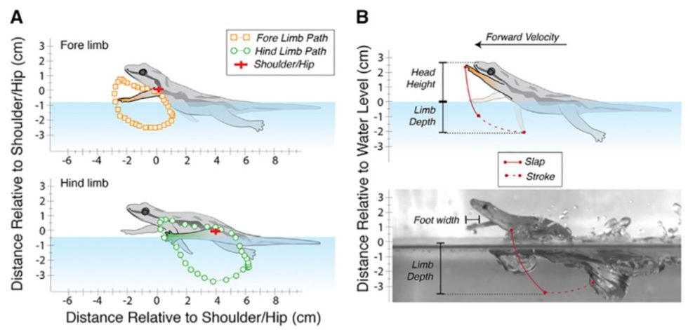 Geckos’ new superpower is running on water; now we know how they do it ...