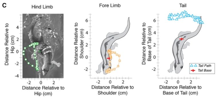 Geckos’ new superpower is running on water; now we know how they do it ...