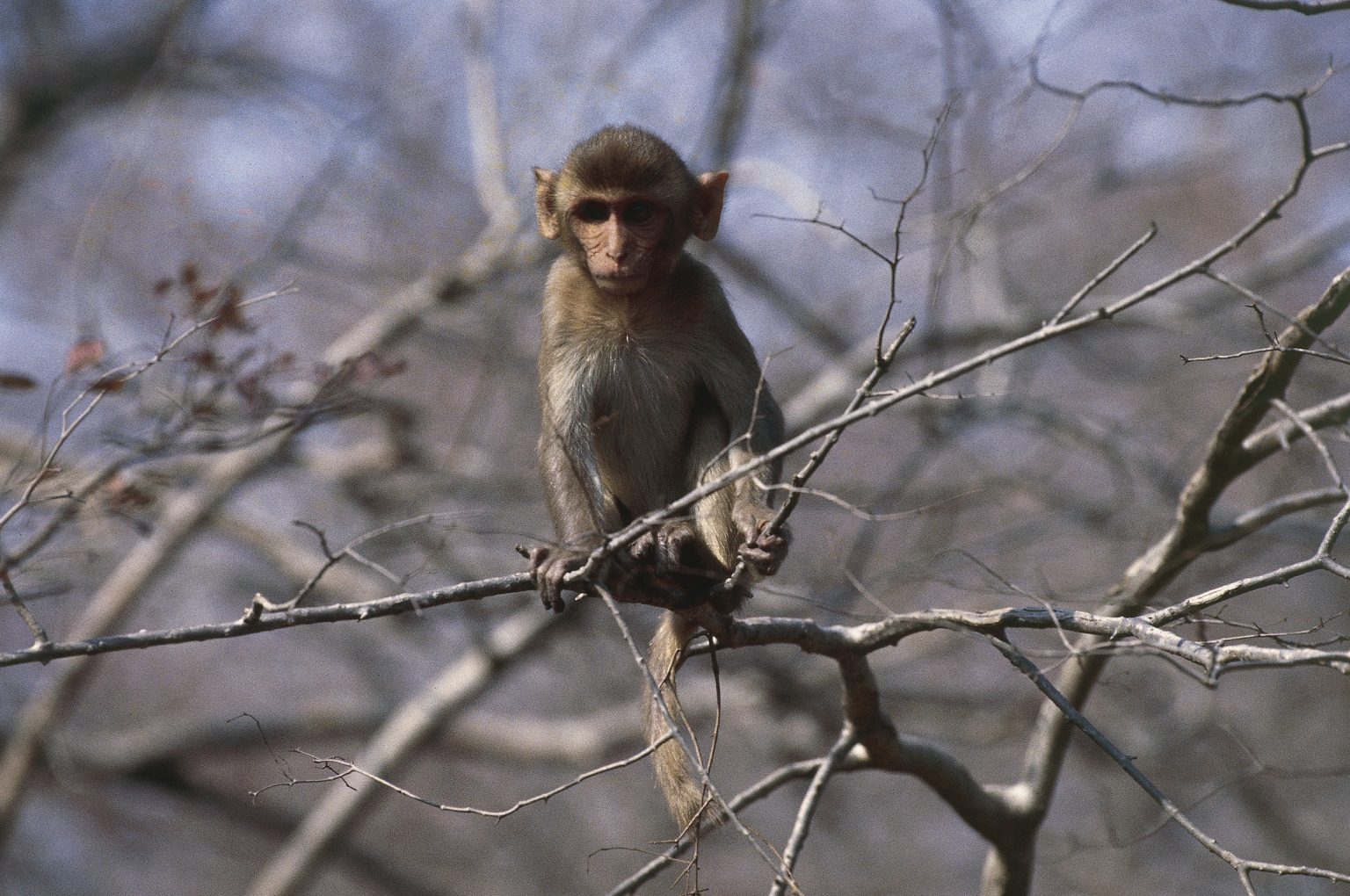 Wild monkeys with killer herpes are breeding like crazy in Florida ...