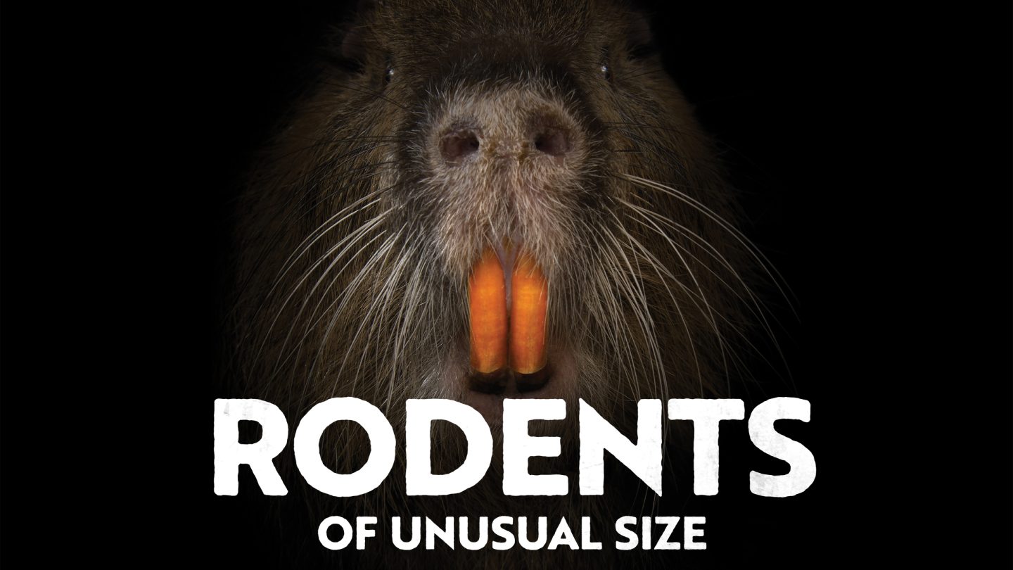 Rodents of Unusual Size—Meet the invasive, orange-toothed pests of ...