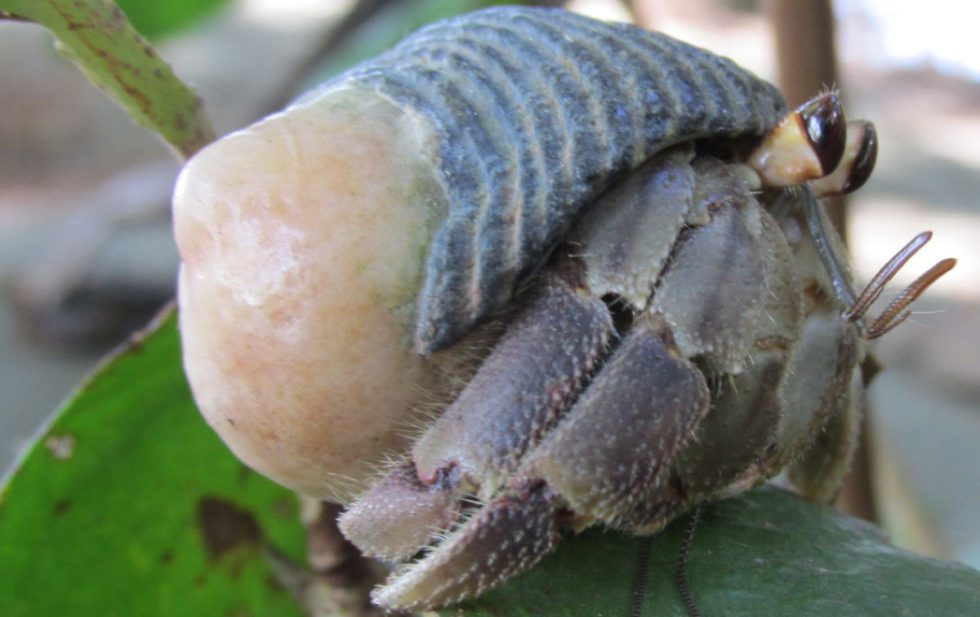Hermit crabs evolved longer penises to keep their shells from being ...