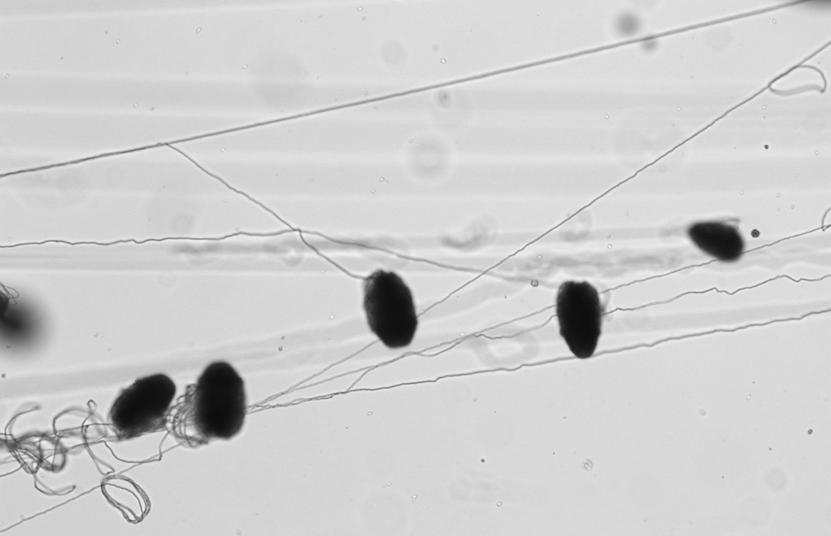 It’s the drag that helps the humble hagfish slime predators so quickly ...