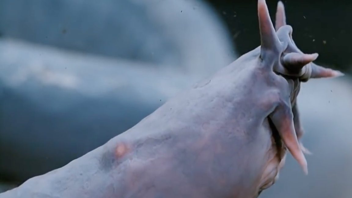 It’s the drag that helps the humble hagfish slime predators so quickly ...