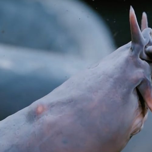 Tag: hagfish - Ars Technica
