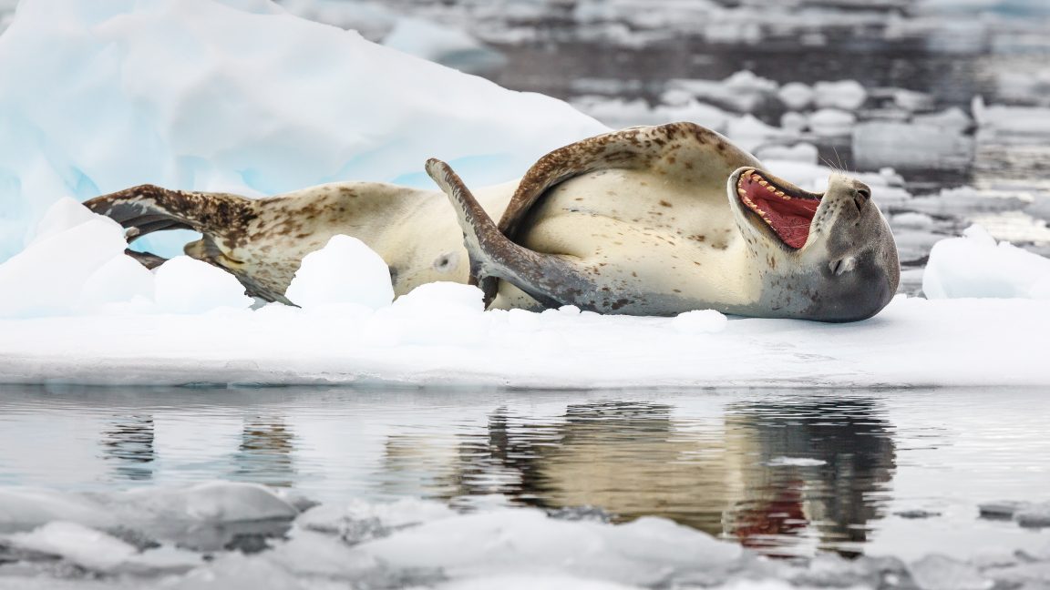 Stinky storage: Researchers find working USB drive in seal poop - Ars ...