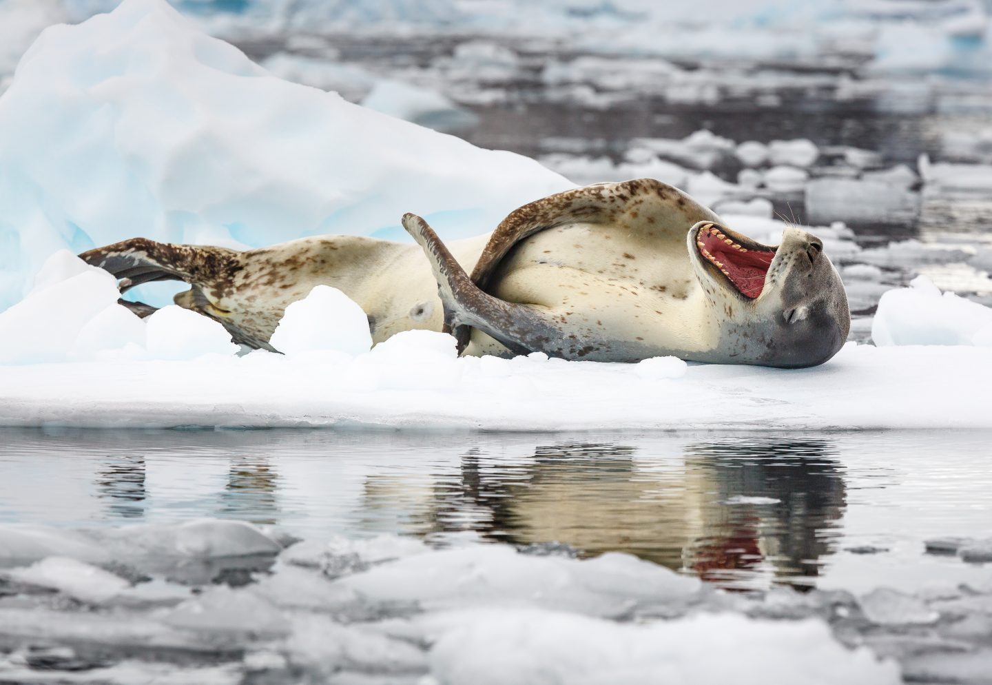 Stinky storage: Researchers find working USB drive in seal poop - Ars ...