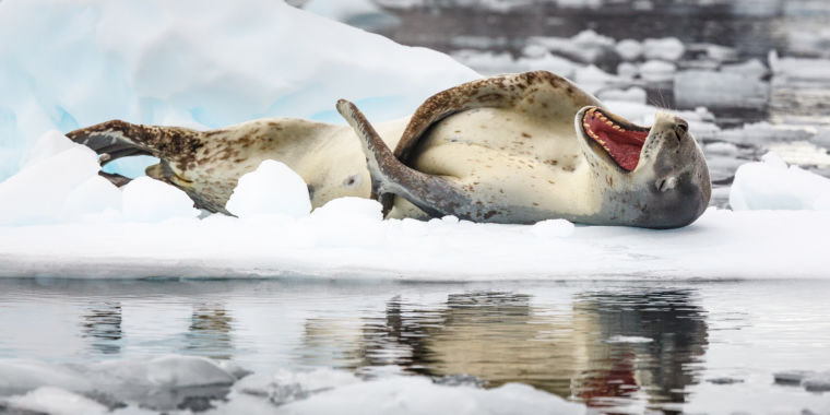 Stinky storage: Researchers find working USB drive in seal poop | Ars ...