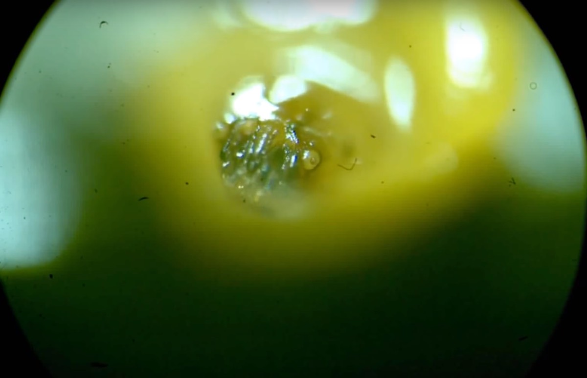 Georgia Tech scientists figured out how maggots can eat so much, so ...