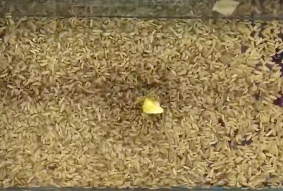 Georgia Tech scientists figured out how maggots can eat so much, so ...
