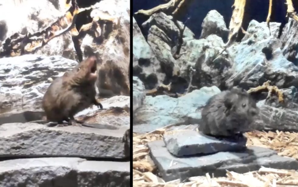 Singing mice could offer clues about how human brains manage ...